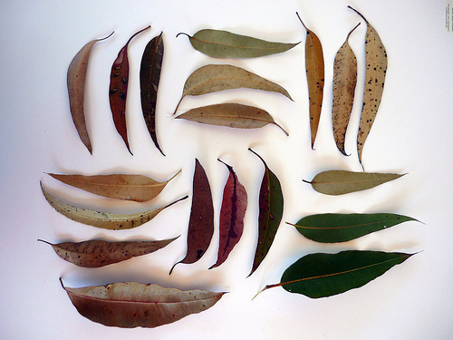 A Handful of Gum Leaves