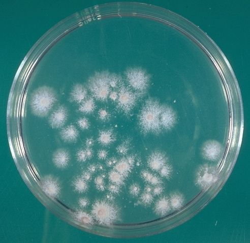 Microbiología y Epidemiología: Microsporum