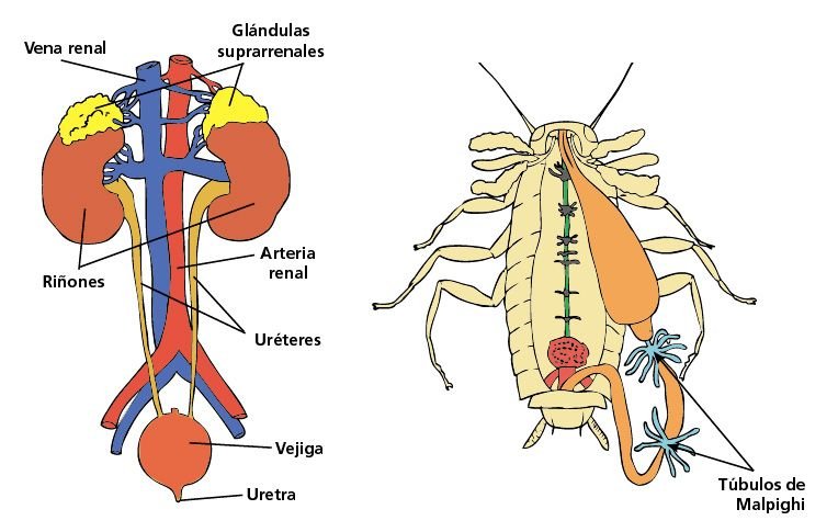 DIVERSIFICACIÓN DEL IES SELGAS (CUDILLERO): 1ºESO