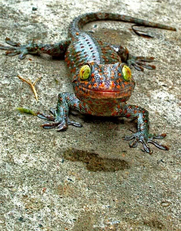 Meine Träume leben in Khon Kaen, Thailand: Tukae und kein Ende