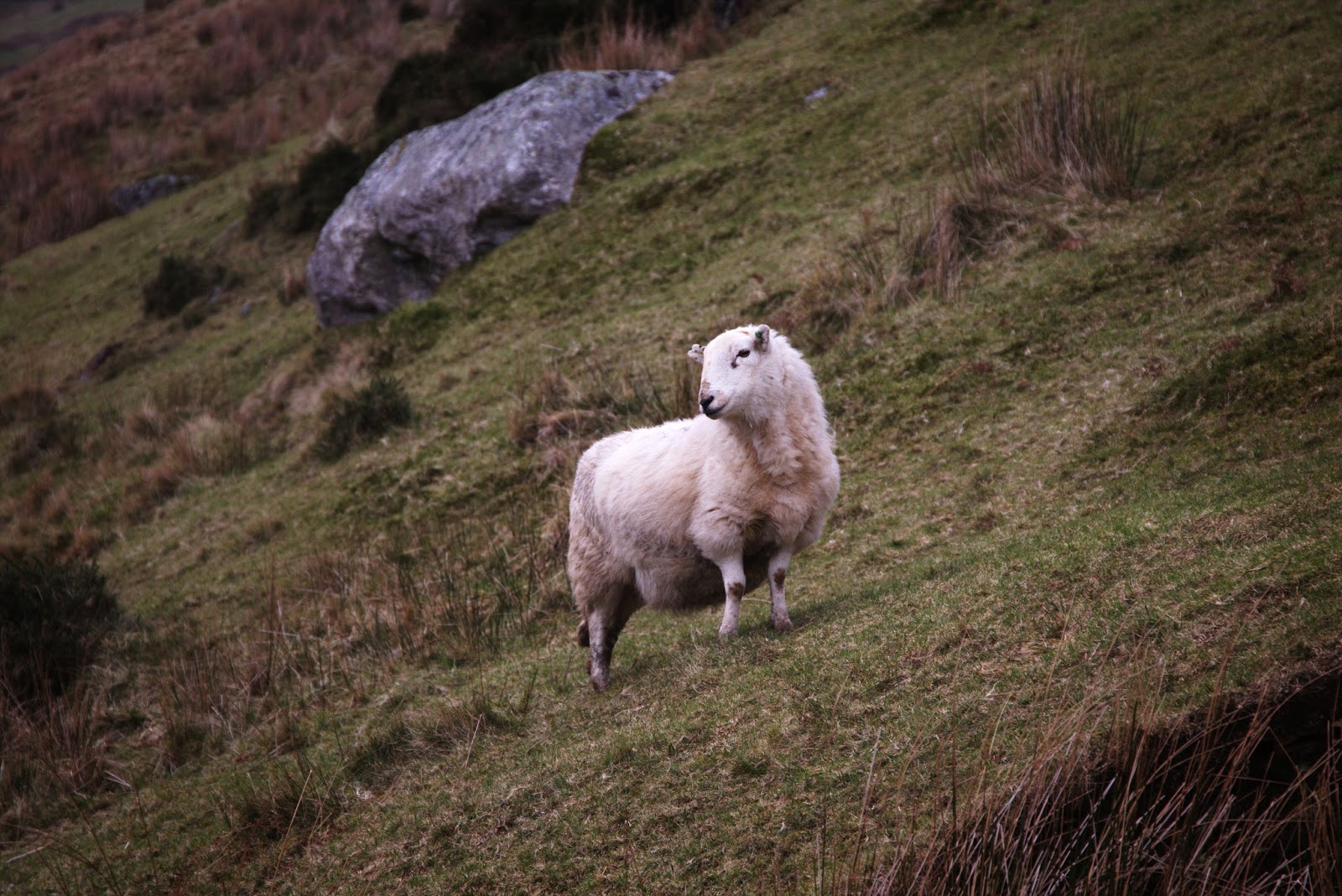 SpiegelEye: All the way to the top of Mount Snowdon