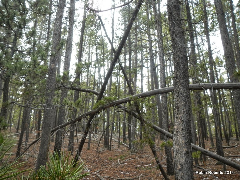 Big Foot-REALLY?: Tree structure made by Bigfoot in Colorado.