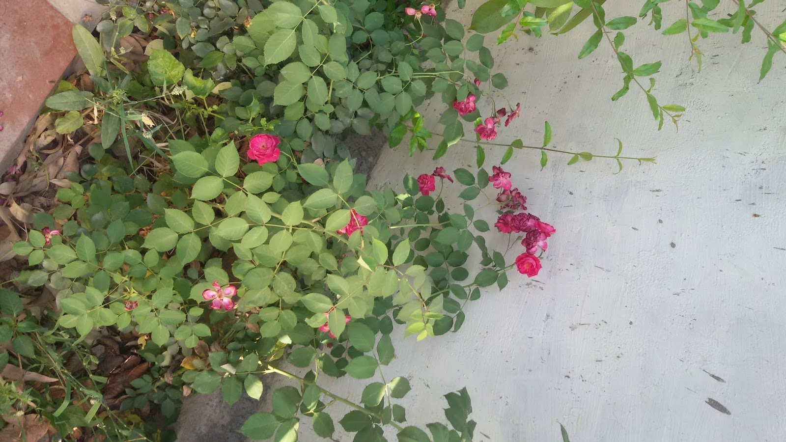 How to Make Gulab ka Sharbat | Swami Dayanand Naturopathy Hospital