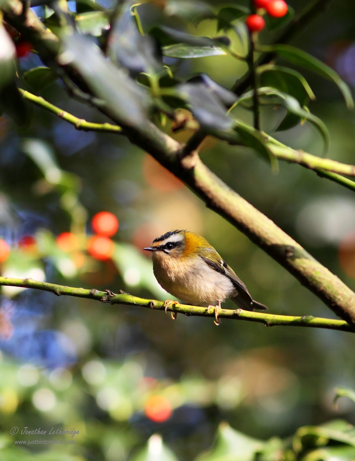 Wanstead Birder: Wanstead Rares