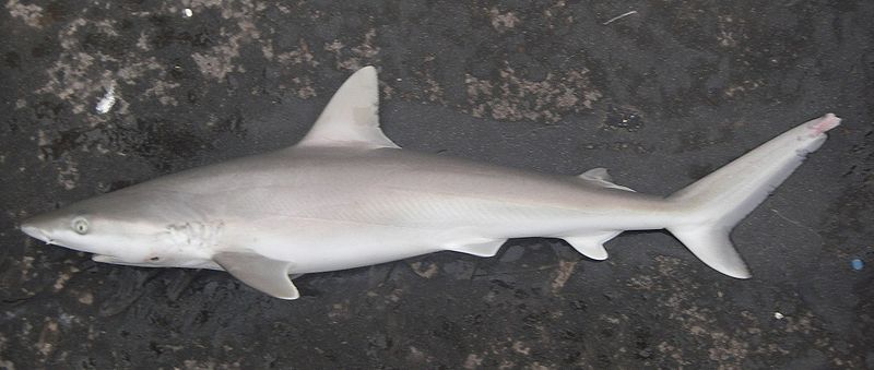 Animales en el Planeta: El tiburón limón (Carcharhinus acronotus)