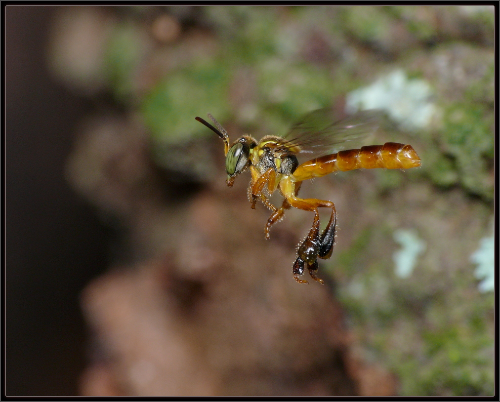 Divisão De Abelhas Jataí - Globo Rural