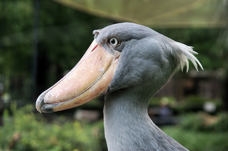 Birds Photos - Birds Wallpapers & Facts info: Shoebill Birds Facts ...