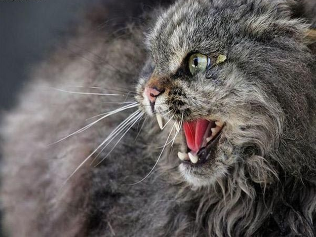 Angry Cat - Funny cats