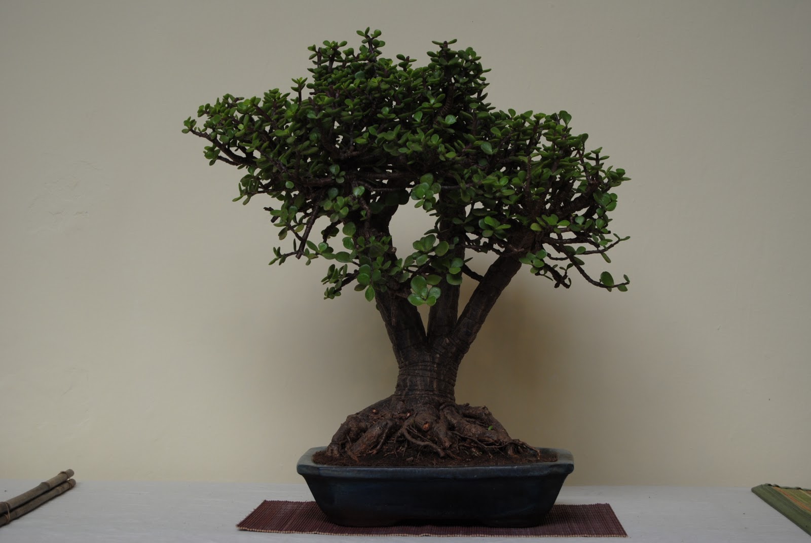 Alisios bonsái: Fotos de la XVI Exposición de Bonsái de Puerto de la ...