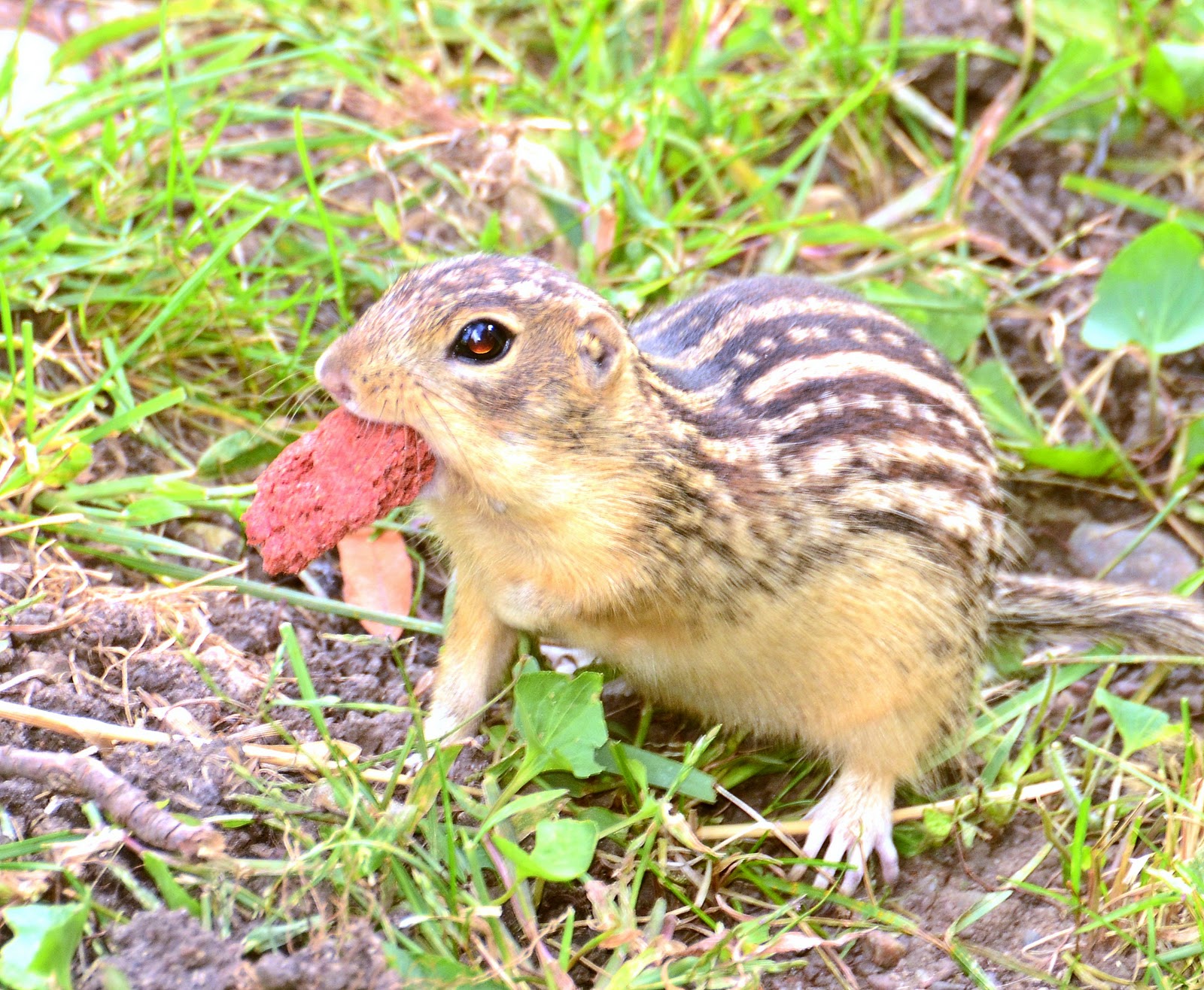 Dina's City Wildlife Adventures: Wild things at the Great Plains Zoo