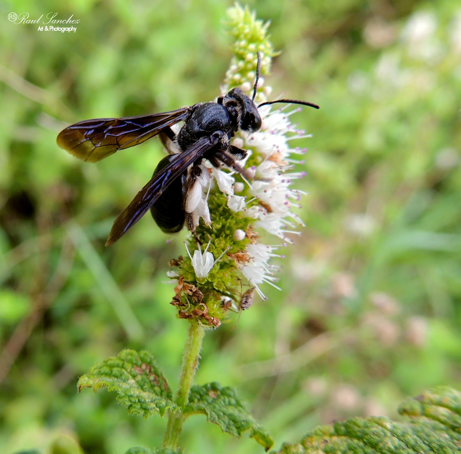 Naturaleza Viva : Avispa Grande ( Mexicana Isodontia )