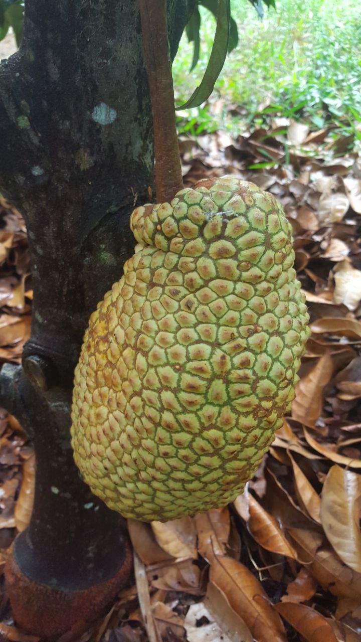 Warisan Petani: Buah Cempedak Durian