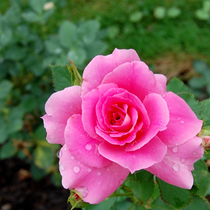 Capadia Designs: Roses