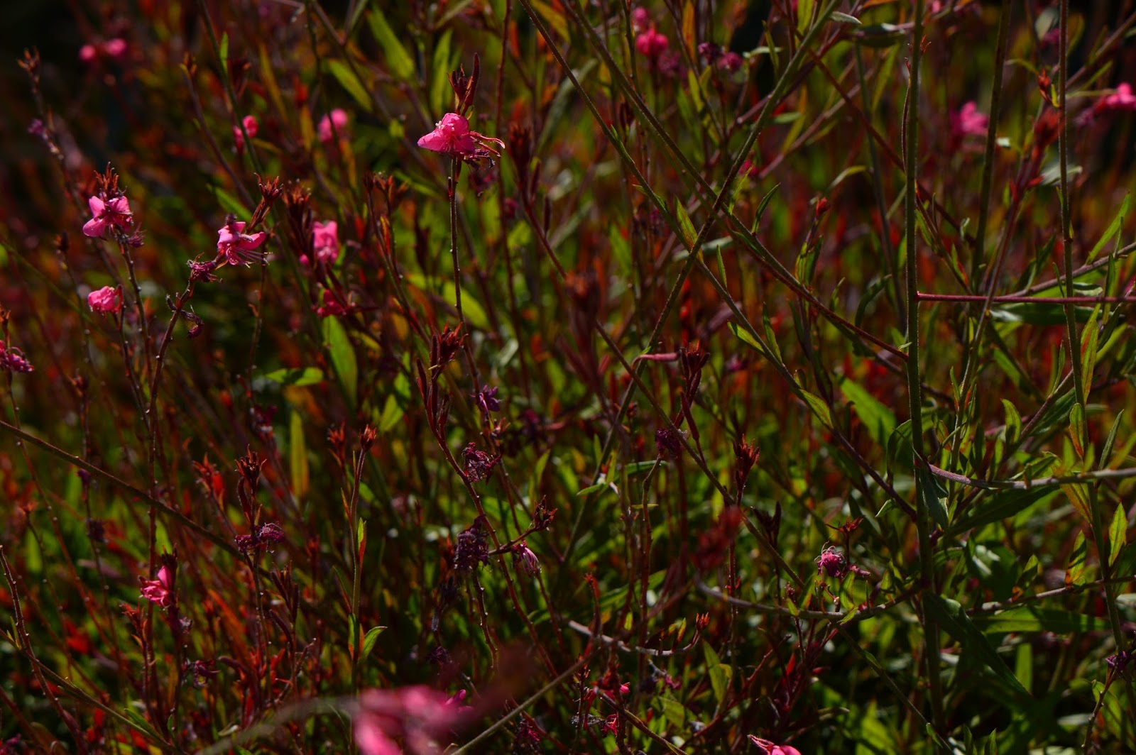 A Small, Sunny Garden: Gaura as a Foliage Plant