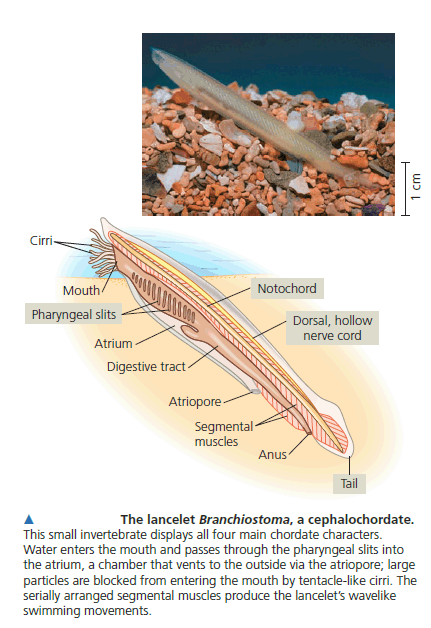 Biology 1: Vertebrates
