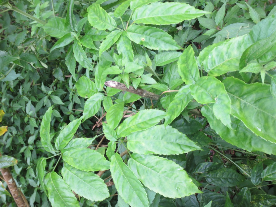 PAMPUNG (Macropanax dispermus) Salah Satu Jenis Pohon di Merbabu (11 ...