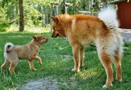 Finnish Spitz Dog | Information Facts & Pictures | All Wildlife Photographs