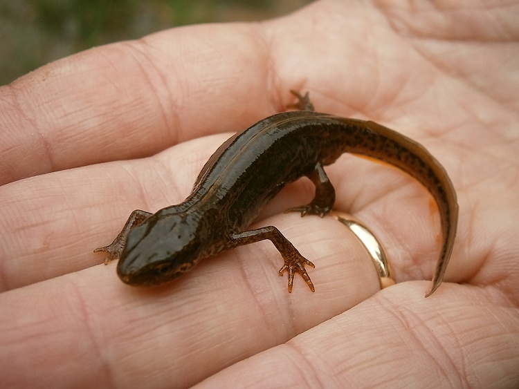 Tritones en la zona de Beranga
