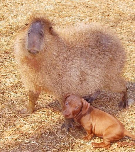White Wolf : Two Dachshund pups are adopted by a South American rodent ...