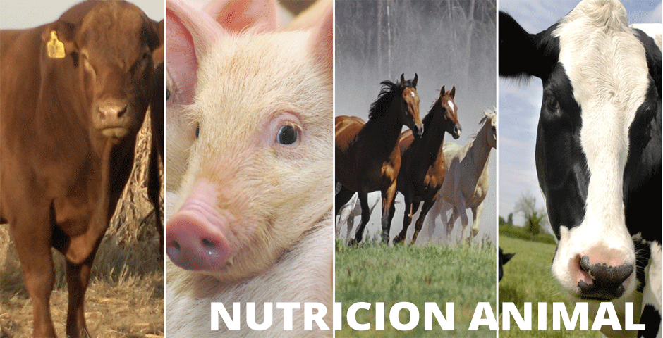 Alimentación y nutrición animal Juan Carlos