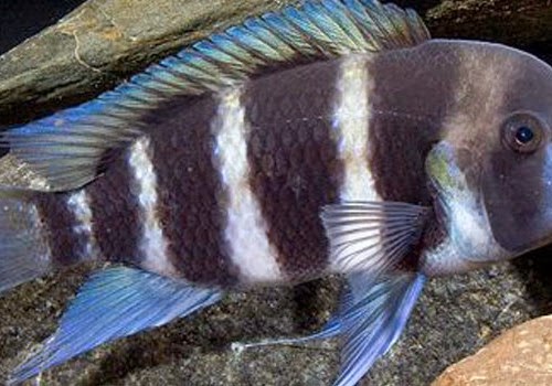 Frontosa Fish - Cyphotilapia Frontosa | TROPICAL FISH