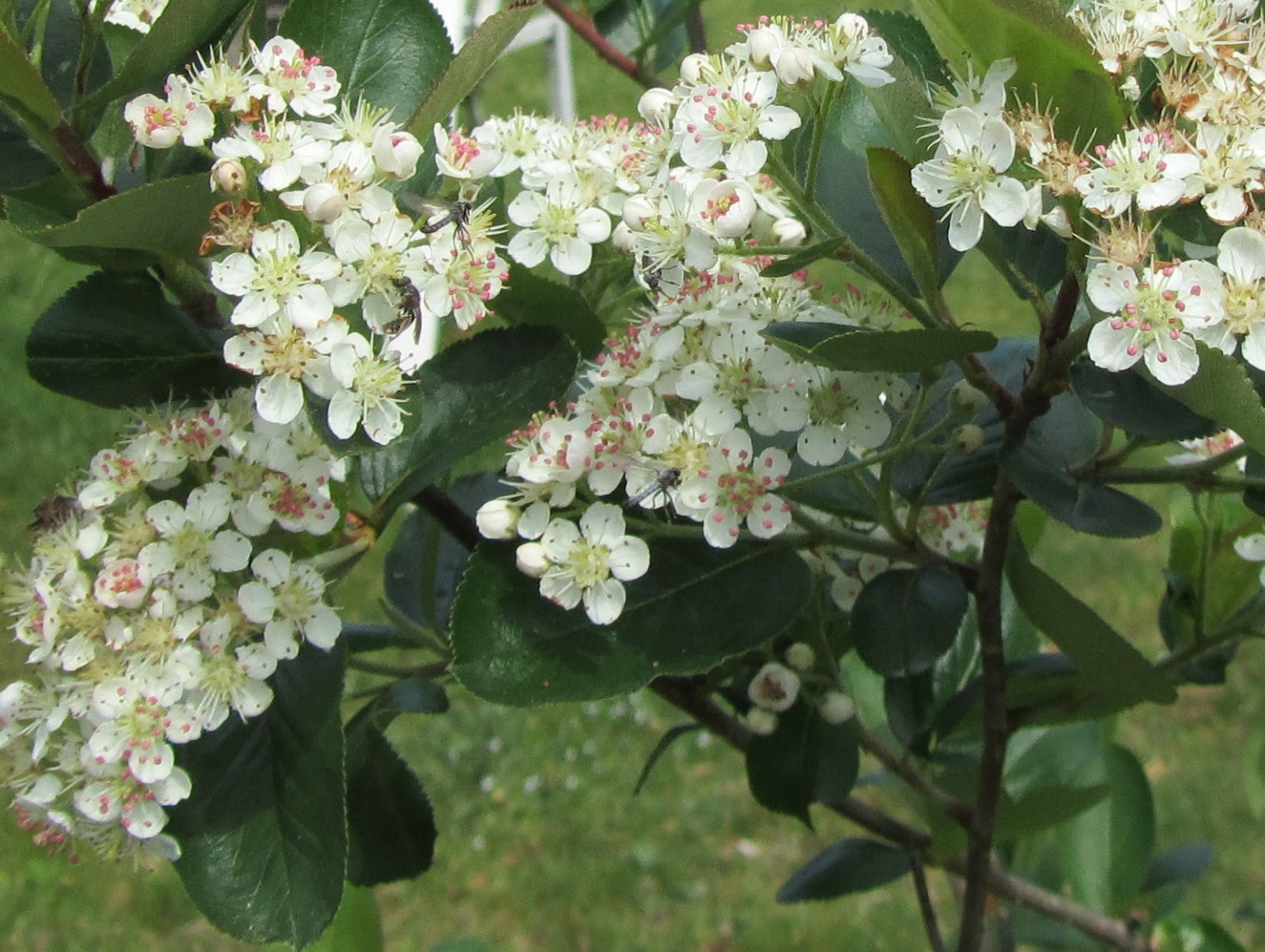Come Coltivare l'Aronia Melanocarpa per Produrre Ottimi Succhi | Il ...