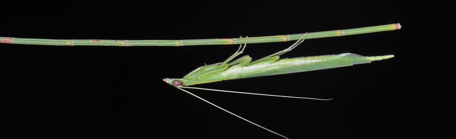 BunyipCo: March 2013