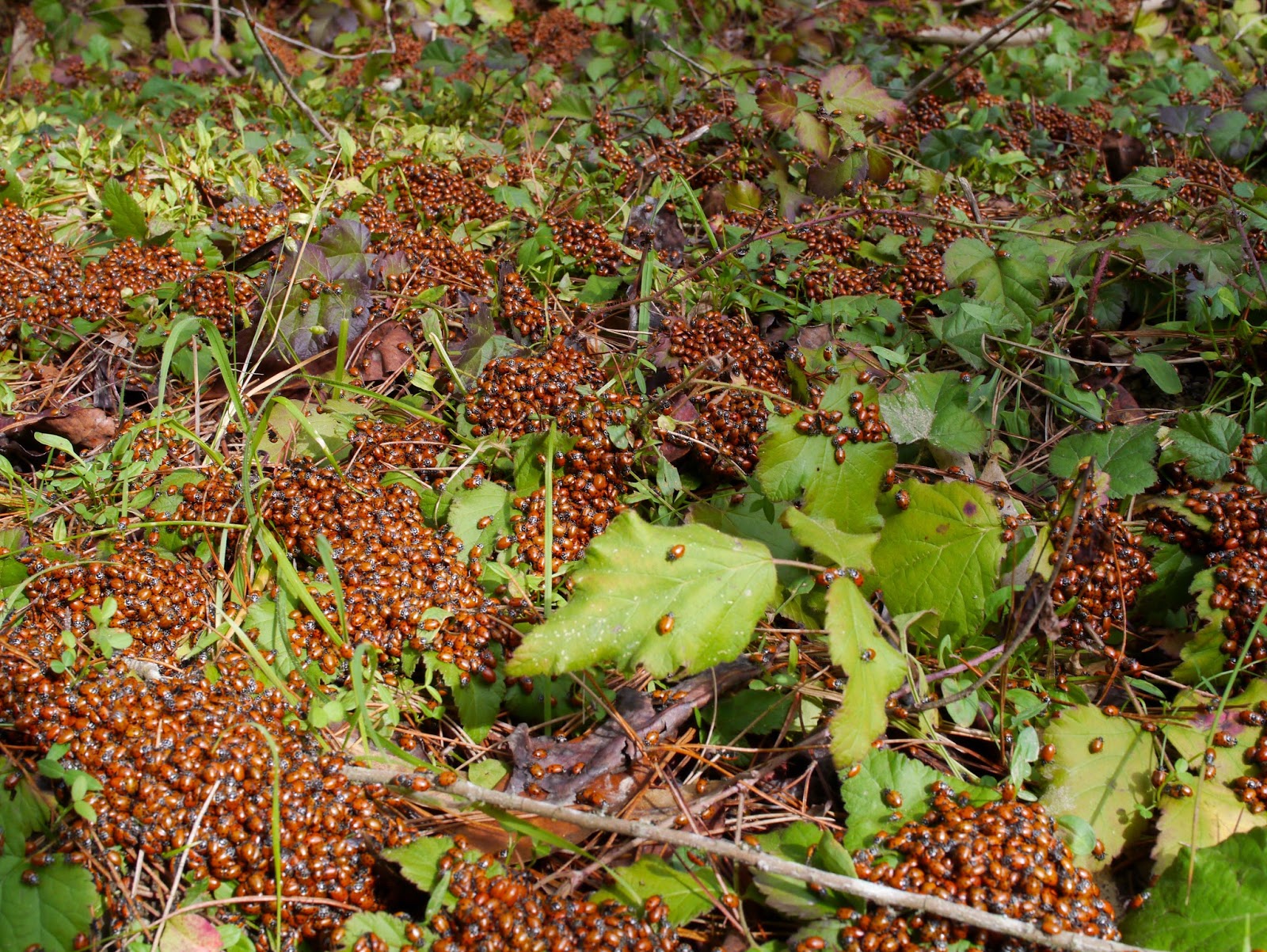 Little Hiccups: Ladybug Migration at Redwood Regional Park