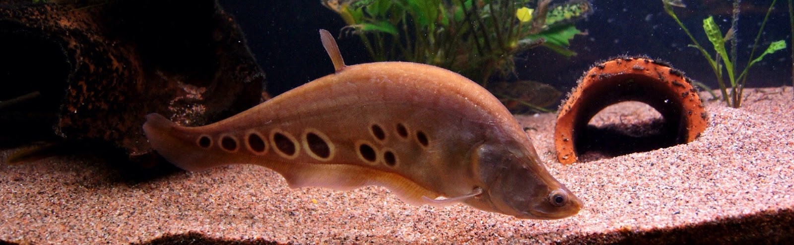 Mania de Aquário: Peixe Faca Palhaço (C. ornata)