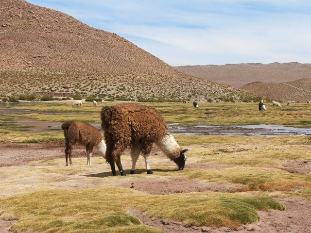 Diversidad de Ecosistemas en el Perú: DIVERSIDAD DE ECOSISTEMAS EN EL PERU