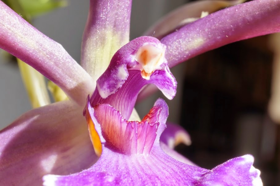 Our OrKids! Raising Orchids in NYC: Bollopetalum Midnight Blue ...