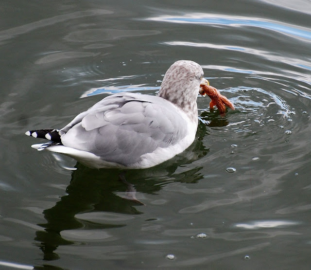 Birding Is Fun!: The Sea Gull's Gulp
