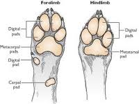 Purr-Views: Paw Pad Injuries