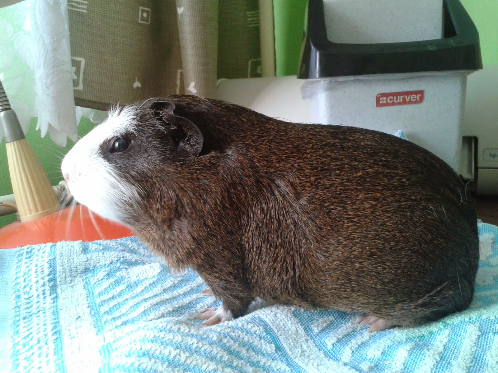 Bimi blogja: A tengeri malac