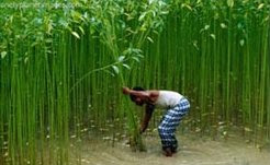 What is Jute? ~ JUTEXS World