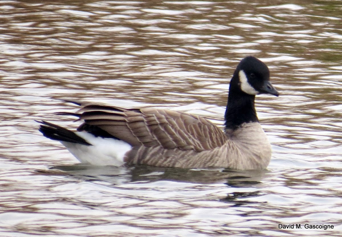 Cackling Goose (Bernache de Hutchins) - Travels With Birds