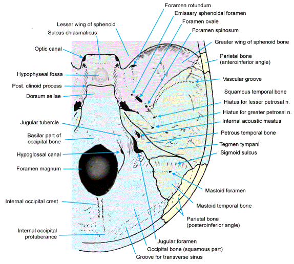 All In Nursing 4 Nursing Students..!!: Cranial Fossae Of The Skull