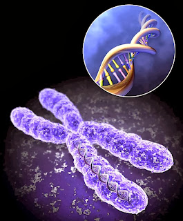 GENETIKA | Materi dan Soal Biologi