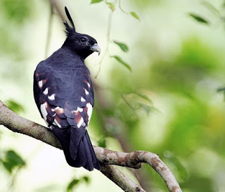 Fauna Indoneisa: JENIS-JENIS ELANG DI INDONESIA