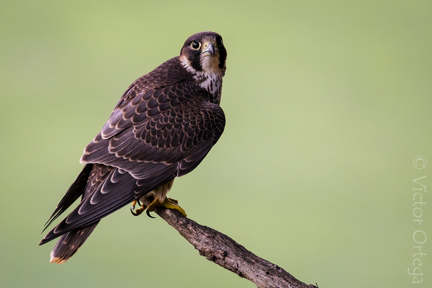 A través del Telescopio: Halcón Peregrino