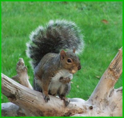 World Bird Sanctuary: Missouri Squirrels