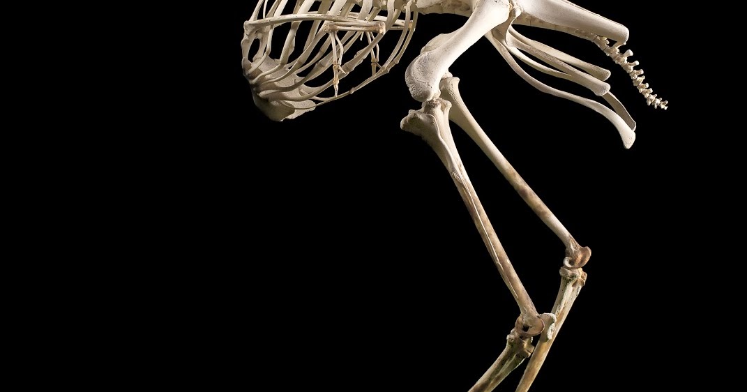 Ostrich skeleton 2592 x 3872px JPG - Amazing facts about Ostrich and Images
