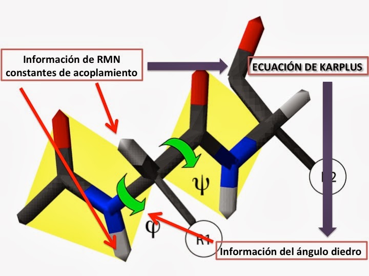 Karplus: una ecuación para gobernarlos a todos (los ángulos)