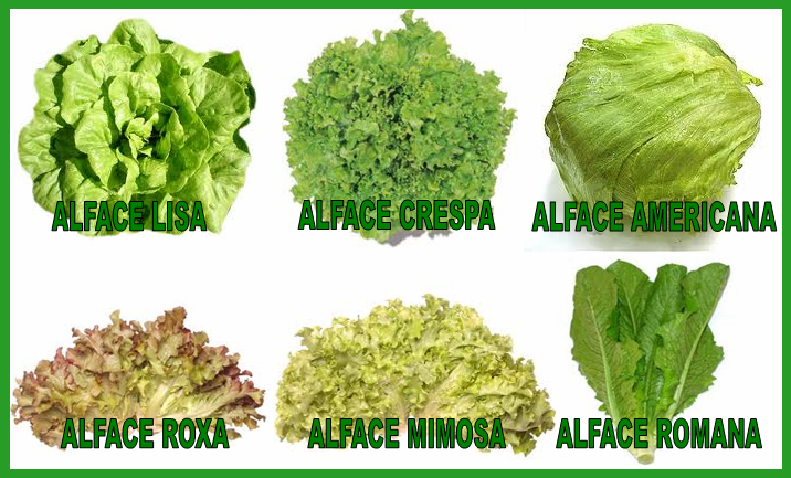 COM NUTRIÇÃO E COM AFETO: FOLHAS.... ALFACE