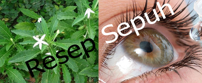 Inilah Bunga Korejat, Obat Tetes Mata Alami - Resep Sepuh
