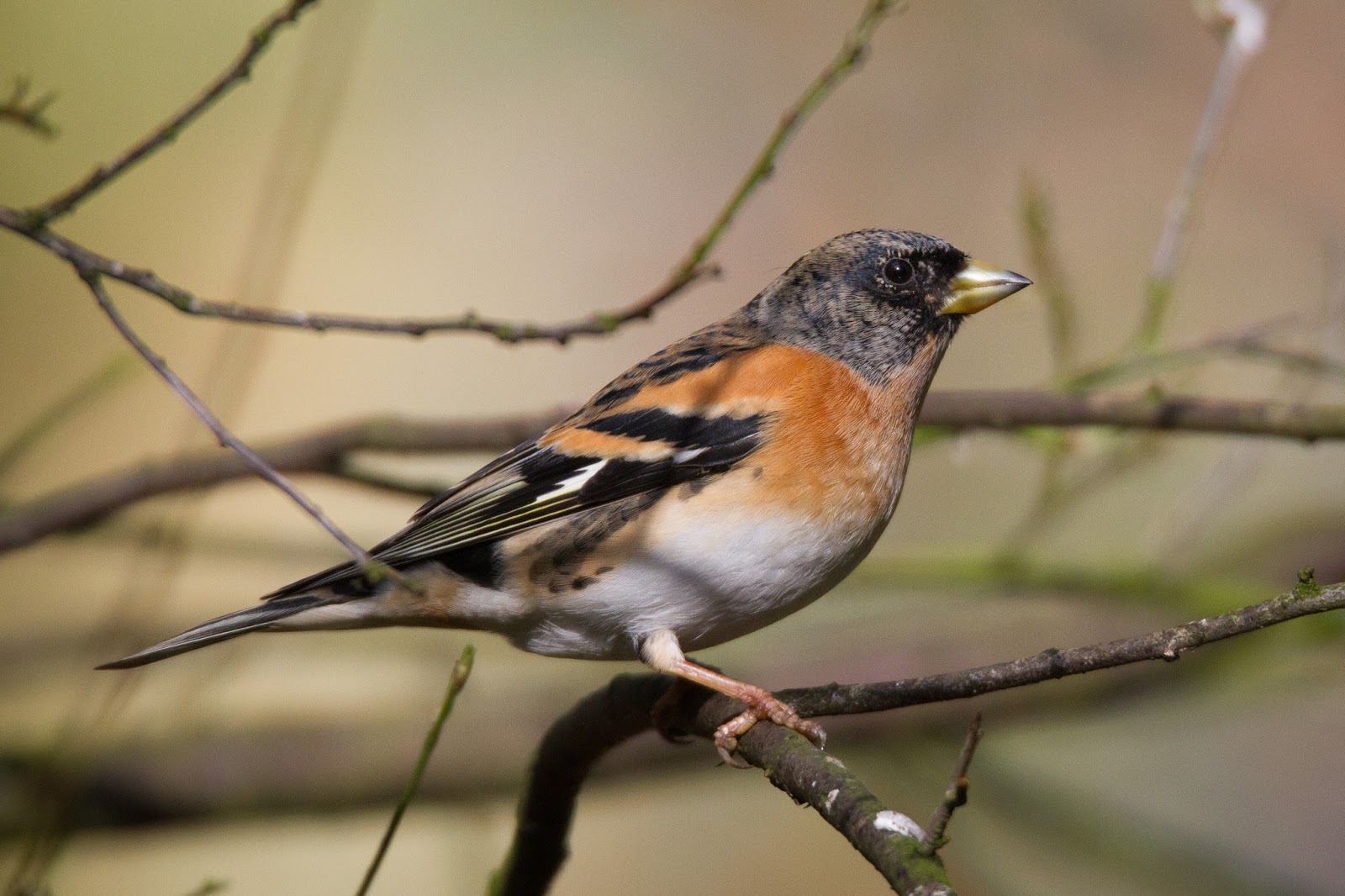 TrogTrogBlog: Bird of the week - Brambling