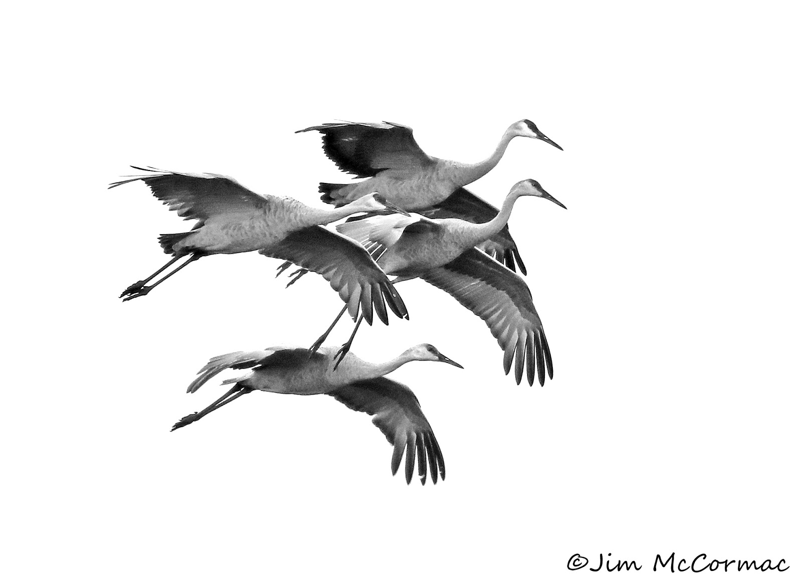 Ohio Birds and Biodiversity: Sandhill cranes, in two photos