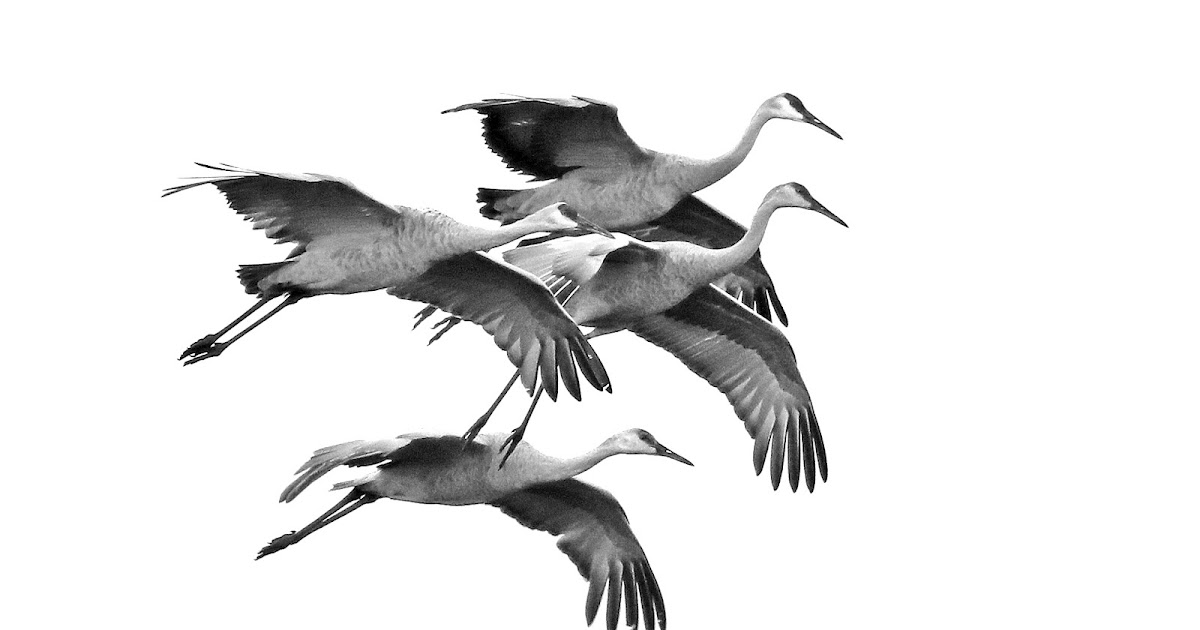 Ohio Birds and Biodiversity: Sandhill cranes, in two photos