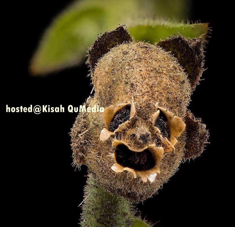 D'CELAH-CELAH KEHIDUPAN: Inilah Gambar Pohon Zaqqum ,Makanan Penghuni ...