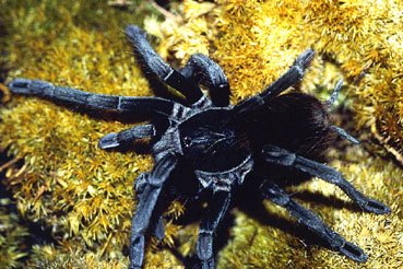 FAMILY THERAPHOSIDAE (TARANTULAS)